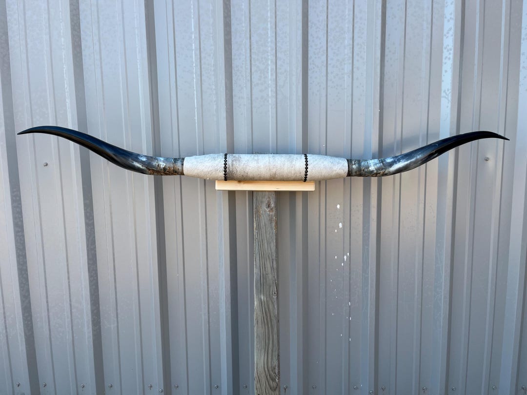 Mounted LONGHORN Steer Horn 5 Feet 7 Wide Polished Cow Horns Bull ...