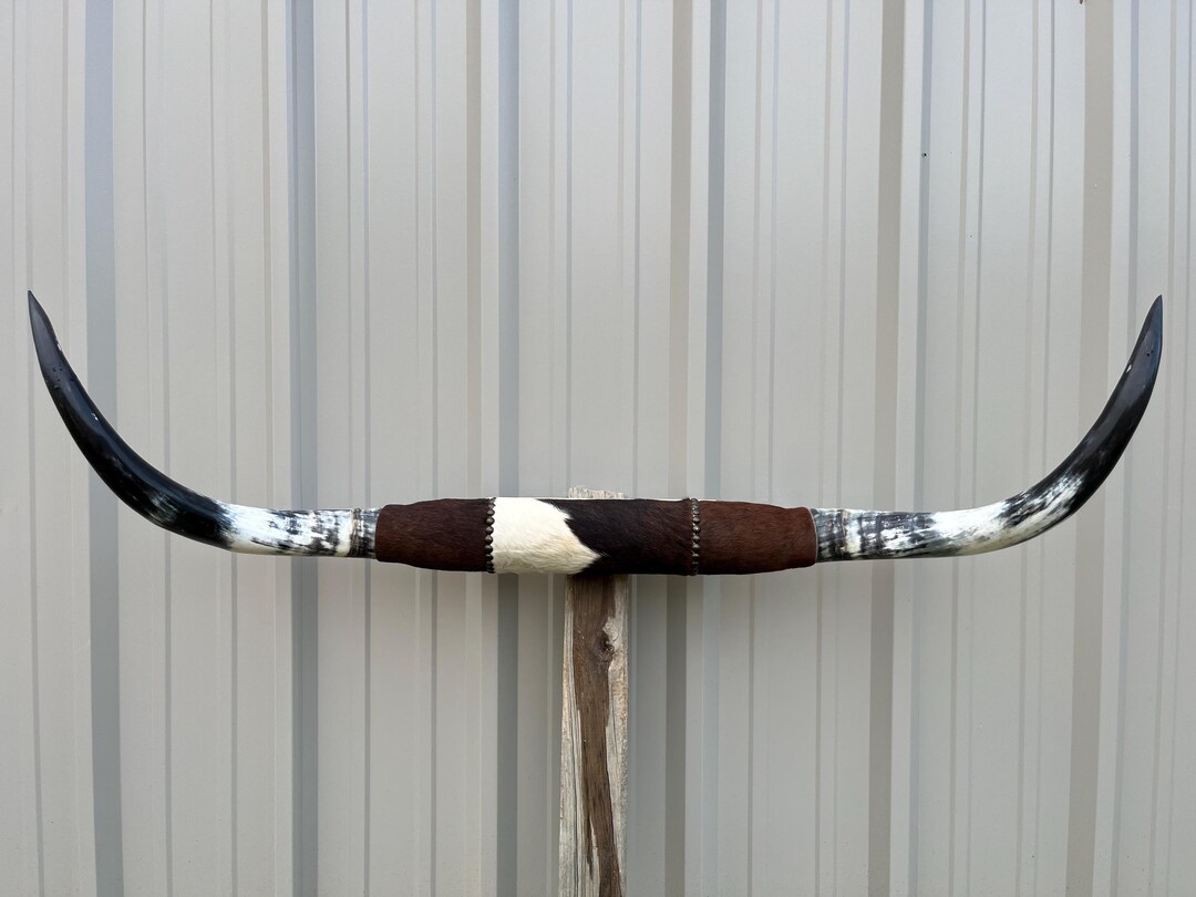 Mounted LONGHORN Steer Horn 4 FEET 4” Inch Wide Polished Cow Horns Bull ...