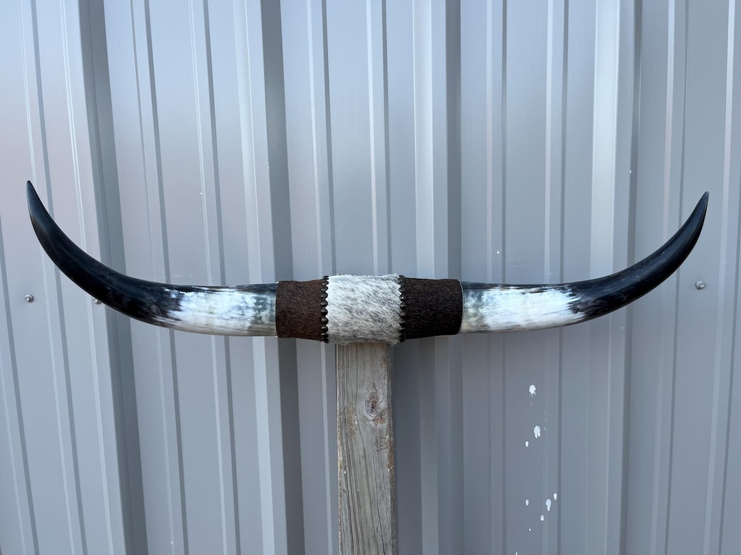 Mounted LONGHORN Steer Horn 34" Inch Wide Polished Cow Horns Bull ...