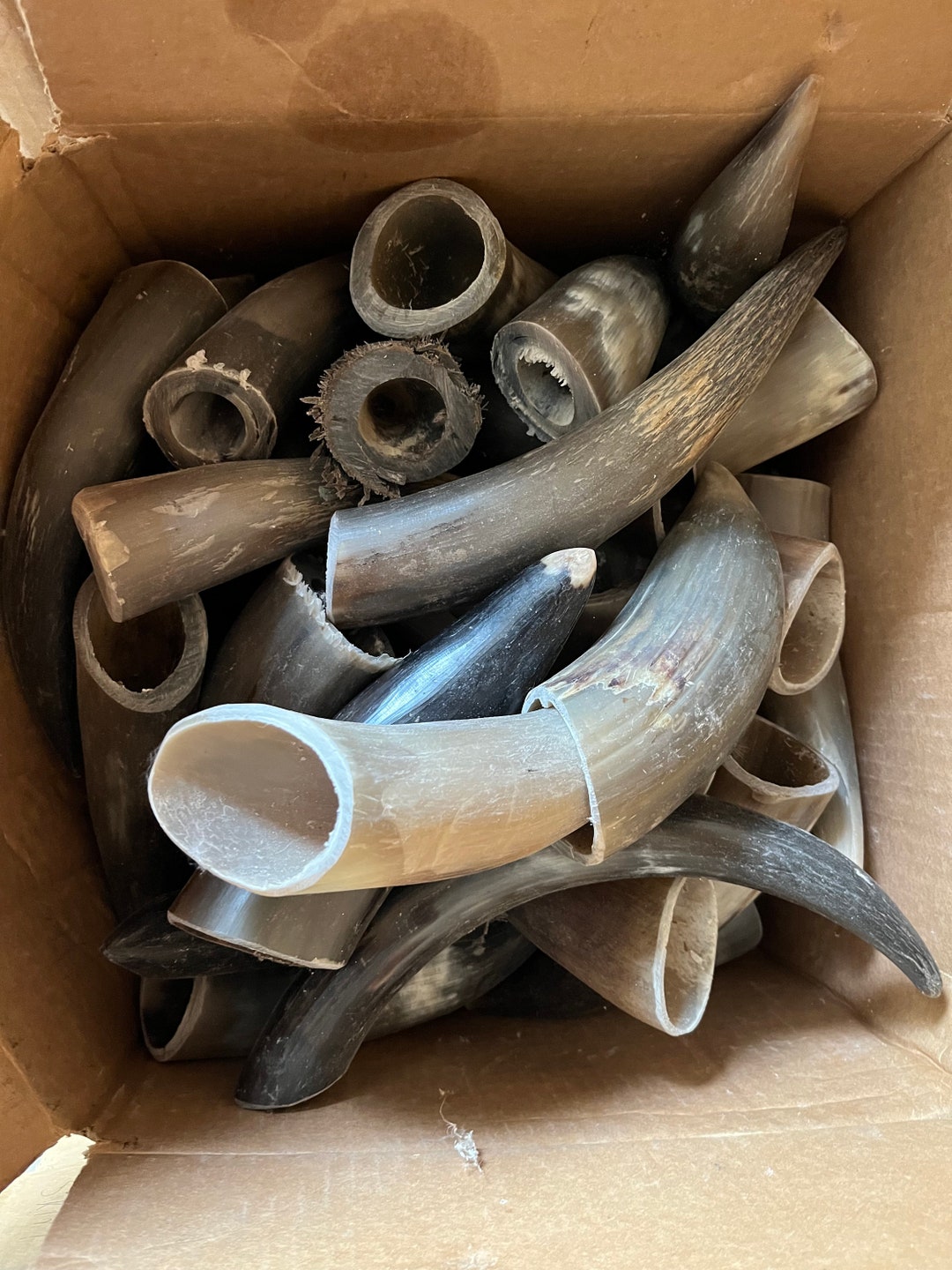 2 HORNS 6" to 12" Carving Steer Horn Semi Polished Cow Horns Bull Thick ...