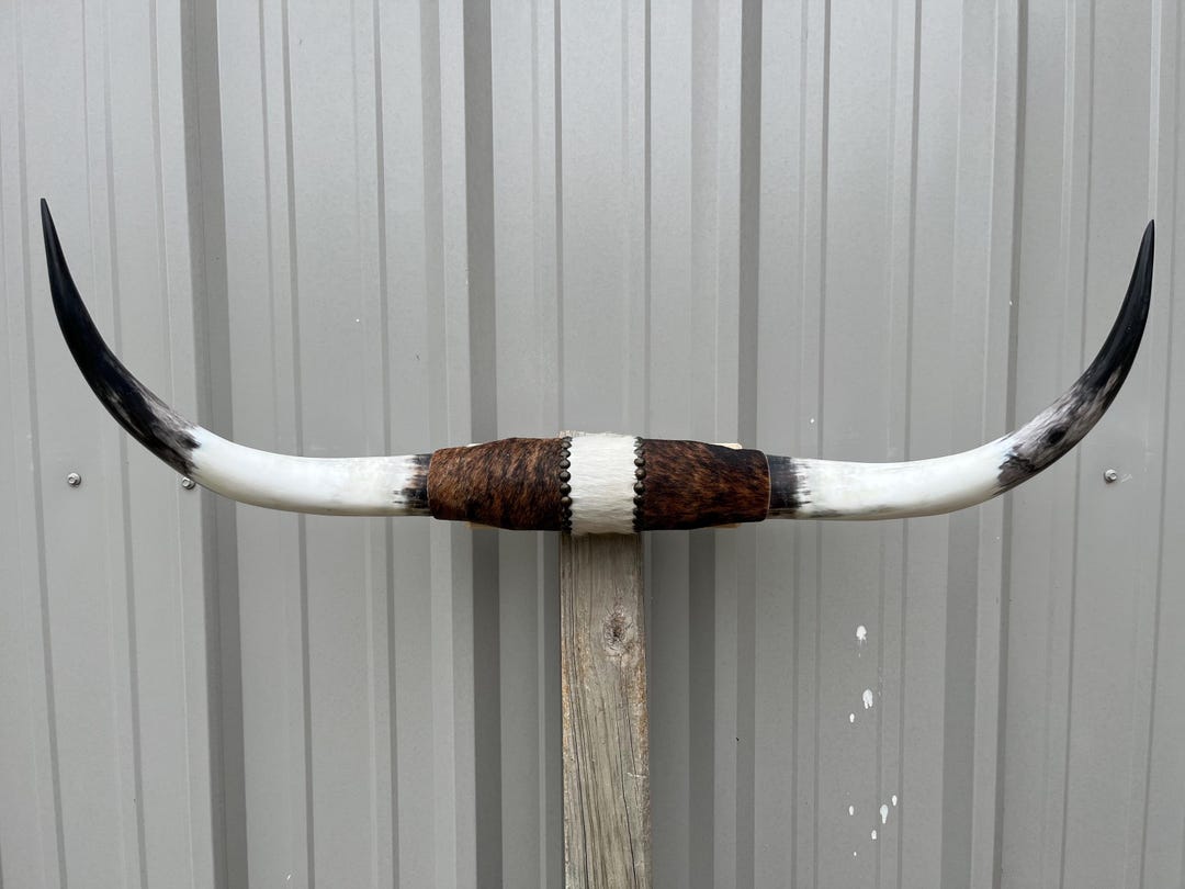 Mounted LONGHORN Steer Horn 3 Feet Wide Polished Cow Horns Bull Western ...