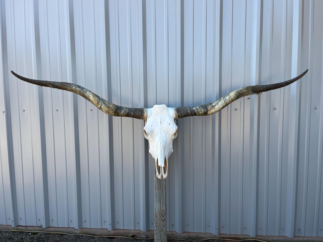 Longhorn Steer Skull W/ Unpolished Horns 6 Feet 2 Inch Wide Cow Bull - Etsy