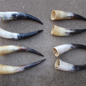 Black Powder Steer Horn Pair 14" to 19" (one Pair Only) Fine Polished ...