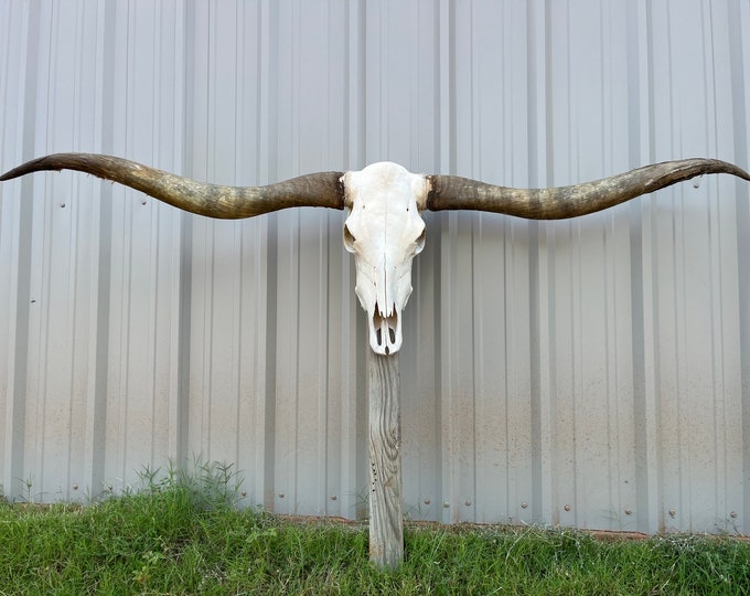 Longhorn Bull Skull With 6 Feet 6 Inch Wide Unpolished Horns Cow Bull ...