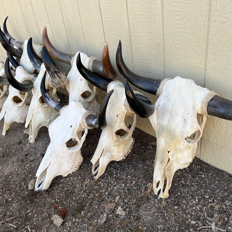 STEERHORNSANDSKULLS - Etsy