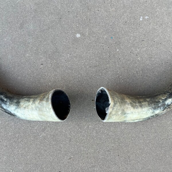 Raw Cow Horns - Etsy
