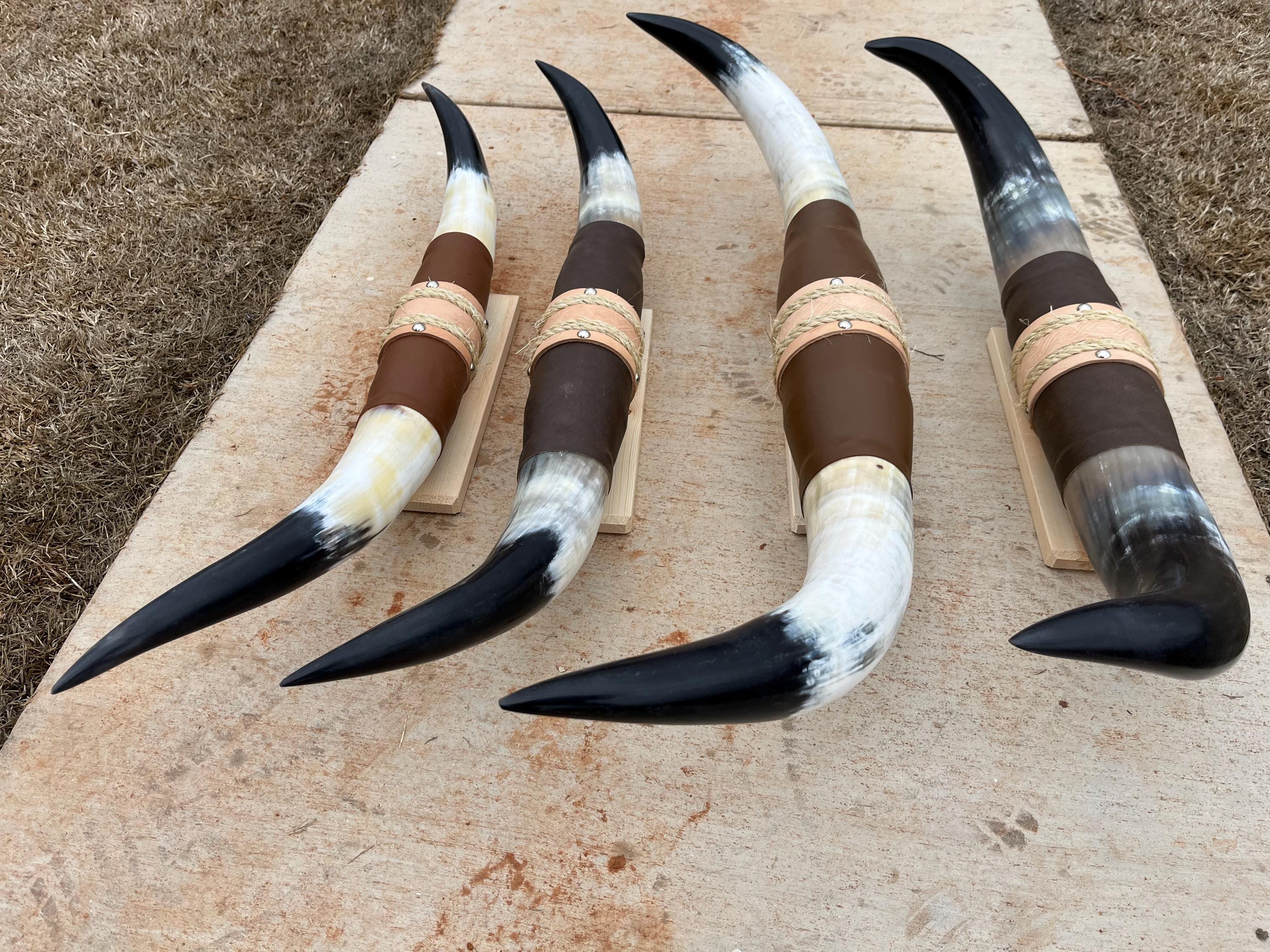 Mounted Steer Horn Pair (one Only) 29" TO 35" WIDE Polished Cow Horns ...