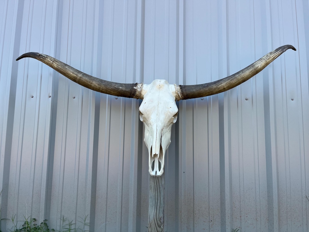Longhorn Steer Skull W/ Unpolished Horns 5 Feet 9 1/2” Inch Wide Cow ...