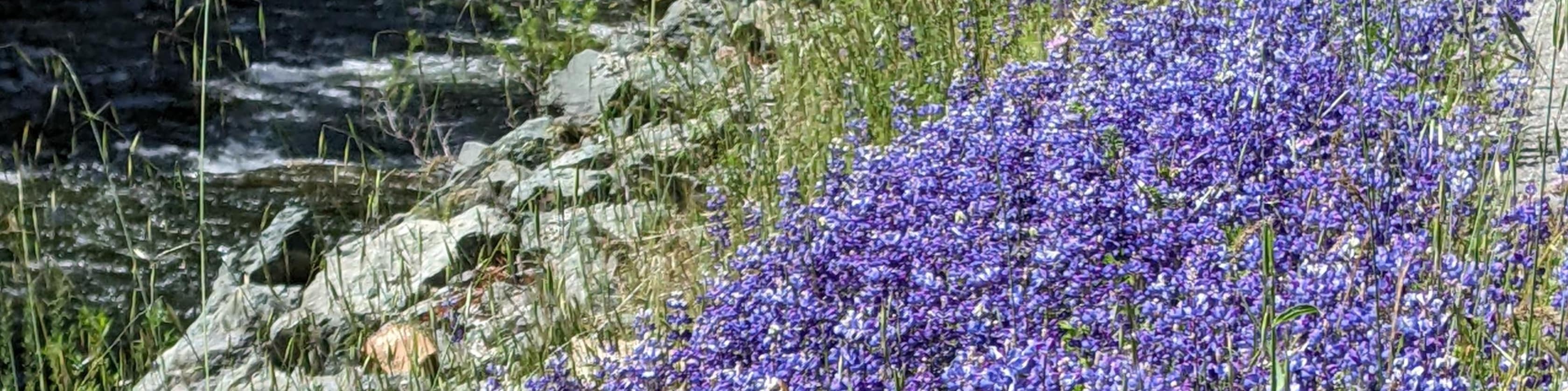 Silkfloralsbydiane - Etsy
