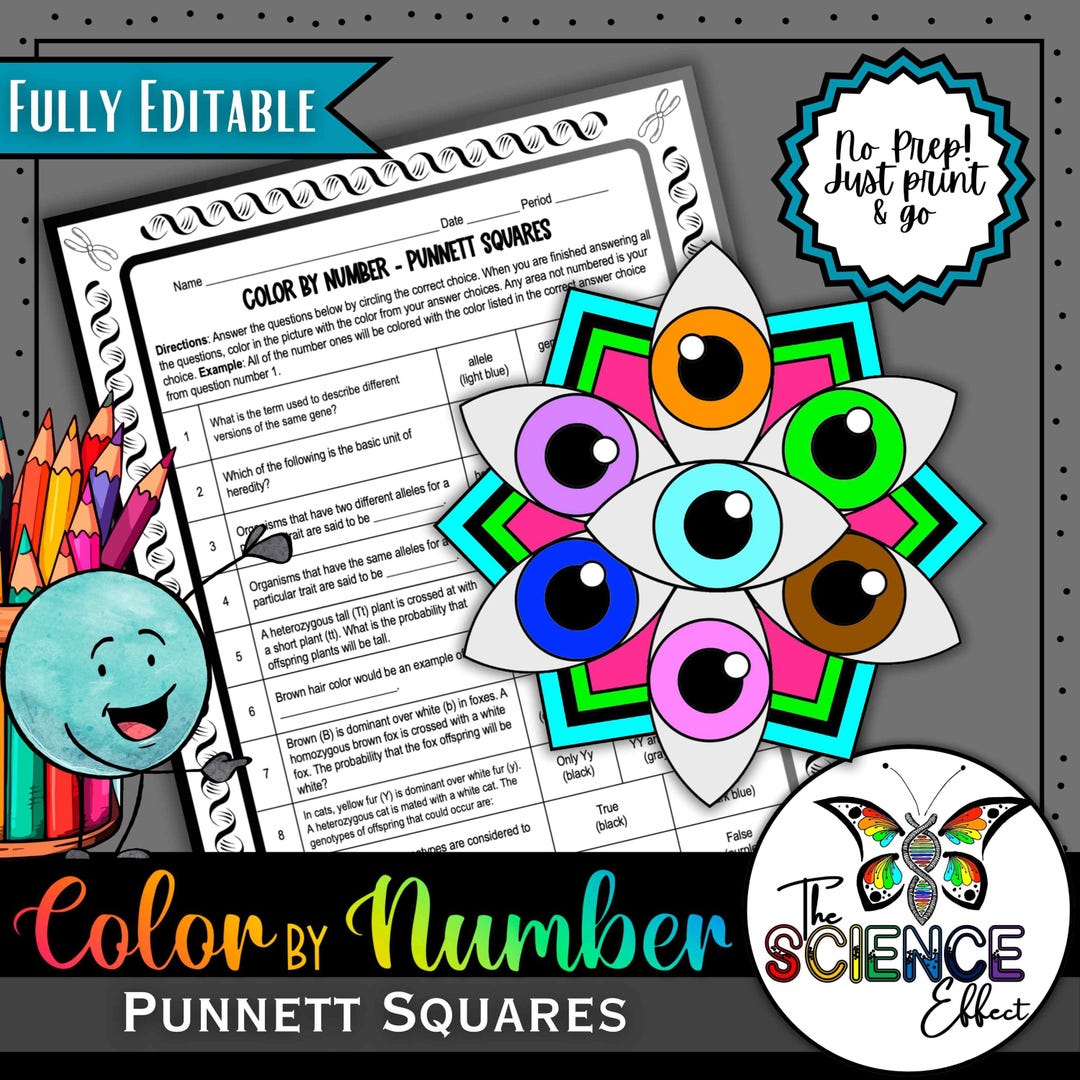 Punnett Square Color by Number: Biology Worksheet (PDF & PPT) - Etsy
