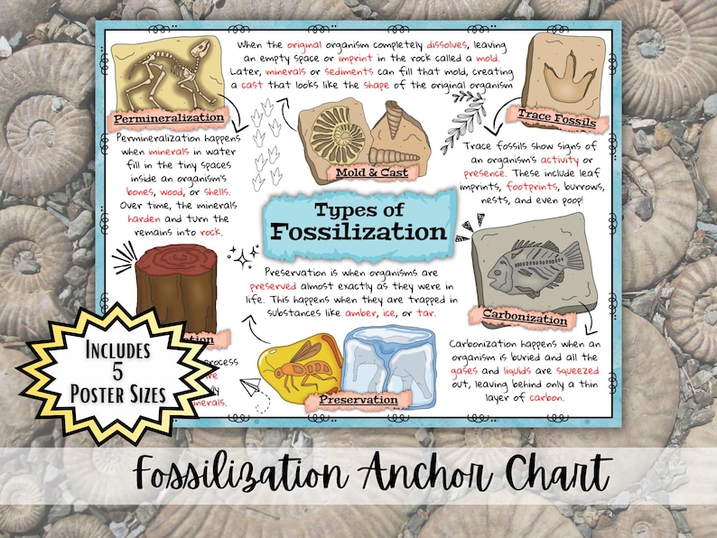 Fossilization Anchor Chart Poster | Types of Fossils Science Poster ...