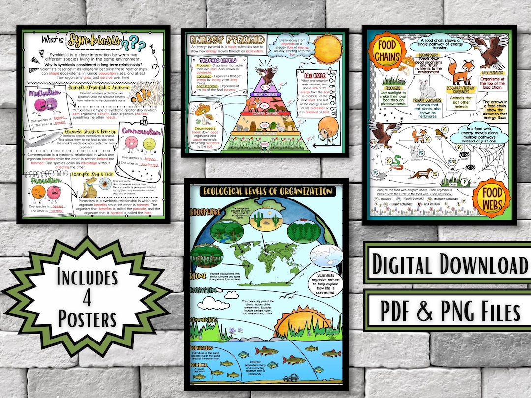 Ecology Poster Bundle | Food Chains, Energy Pyramid, Symbiosis ...