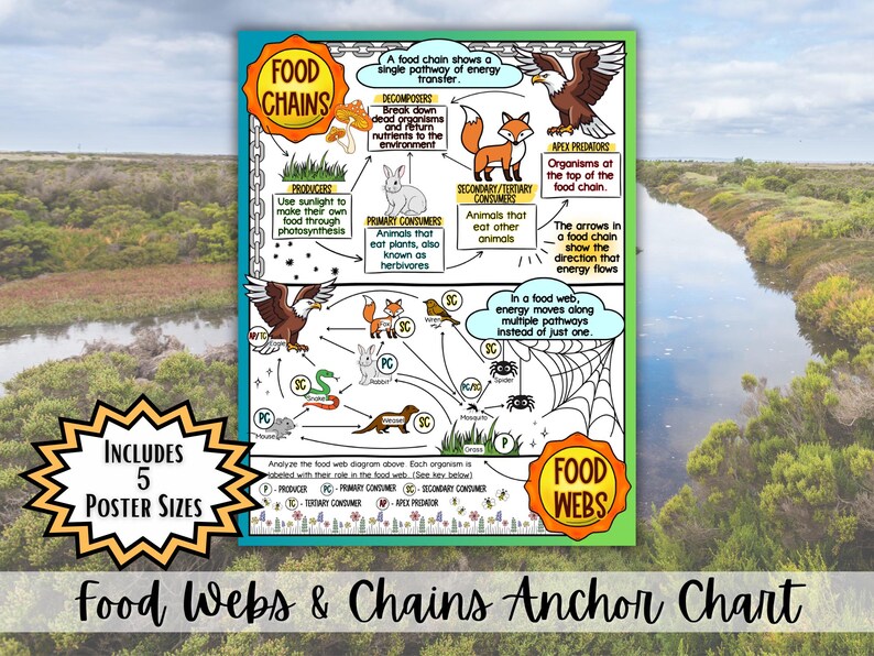 Food Chains Food Webs Poster | Energy Flow, Producers, Consumers Anchor ...