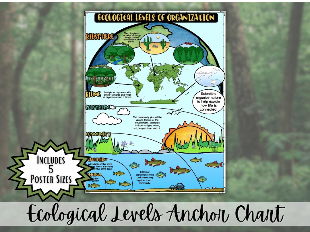 Ecological Levels of Organization Poster | Ecosystem, Biome, Biosphere ...