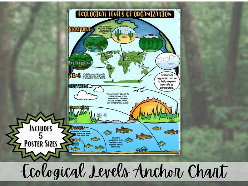 Ecological Levels of Organization Poster | Ecosystem, Biome, Biosphere ...