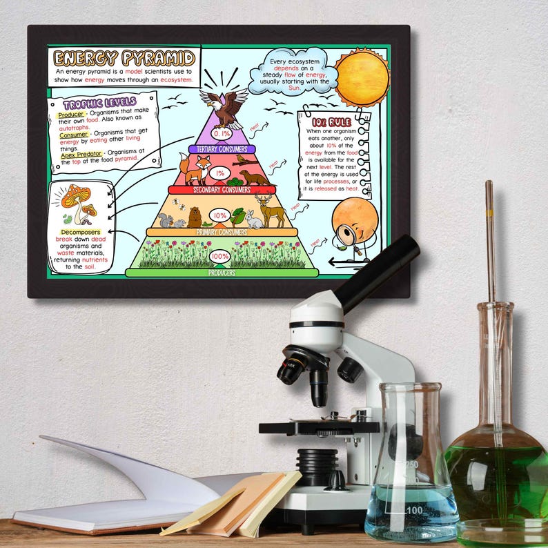 Ecology Poster Bundle | Food Chains, Energy Pyramid, Symbiosis ...