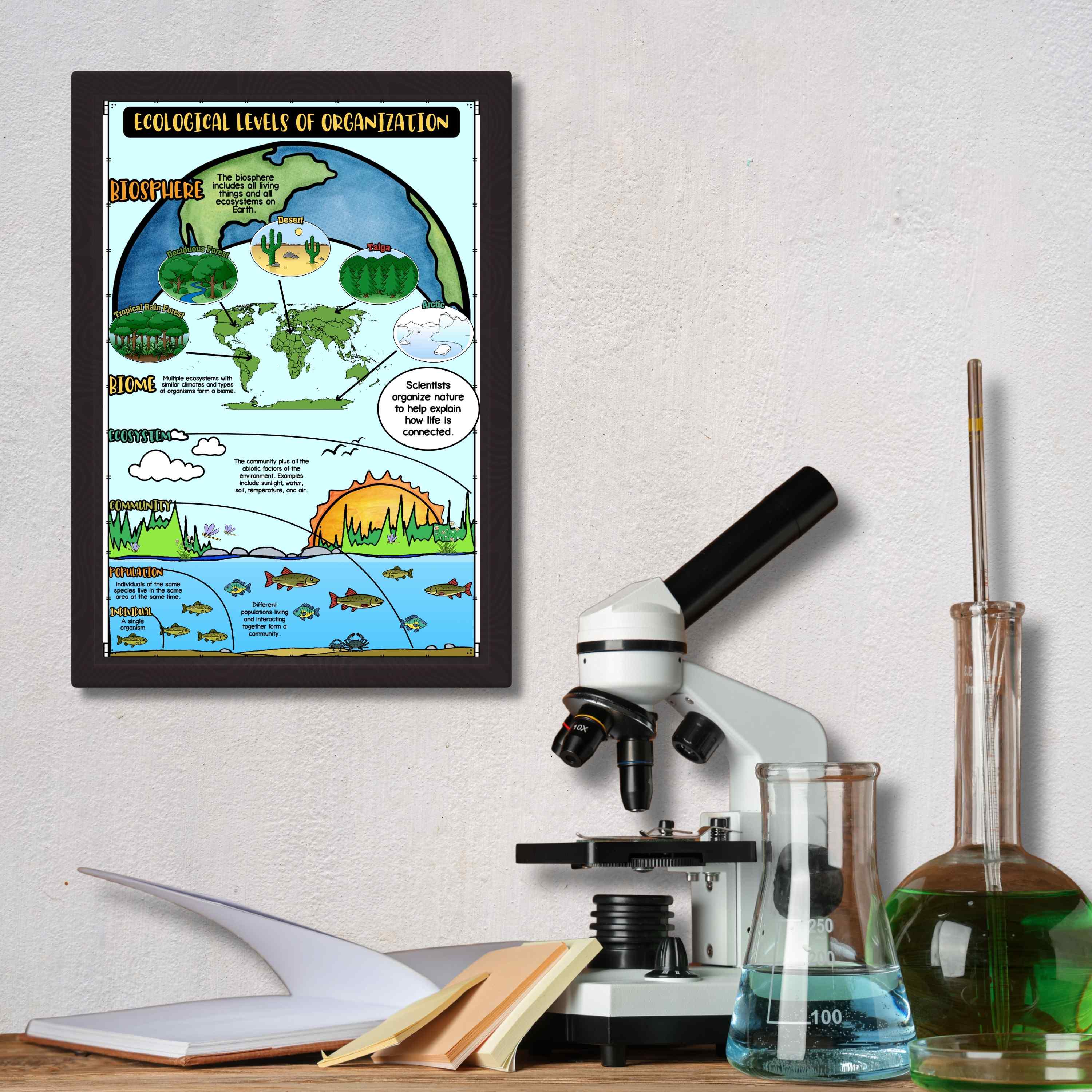 Ecological Levels of Organization Poster | Ecosystem, Biome, Biosphere ...