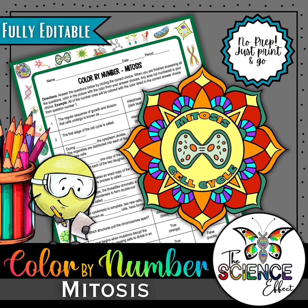 Mitosis Color by Number Worksheet: Biology Science Activity (PDF & PPT ...