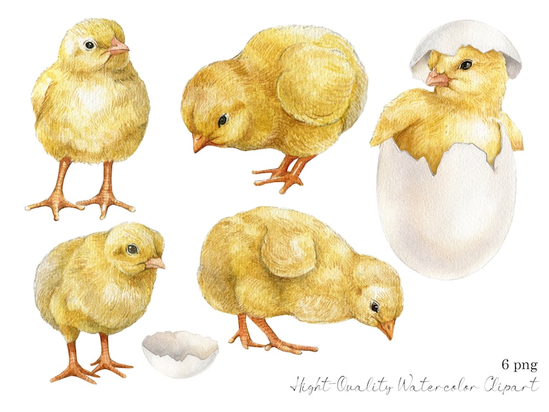 Watercolor Baby Chick Clipart Easter Baby Chicken With Egg - Etsy