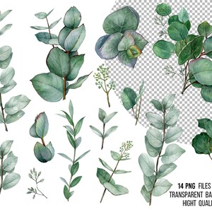 Watercolor Eucalyptus Leaves Clipart,eucalyptus Branches,wedding ...