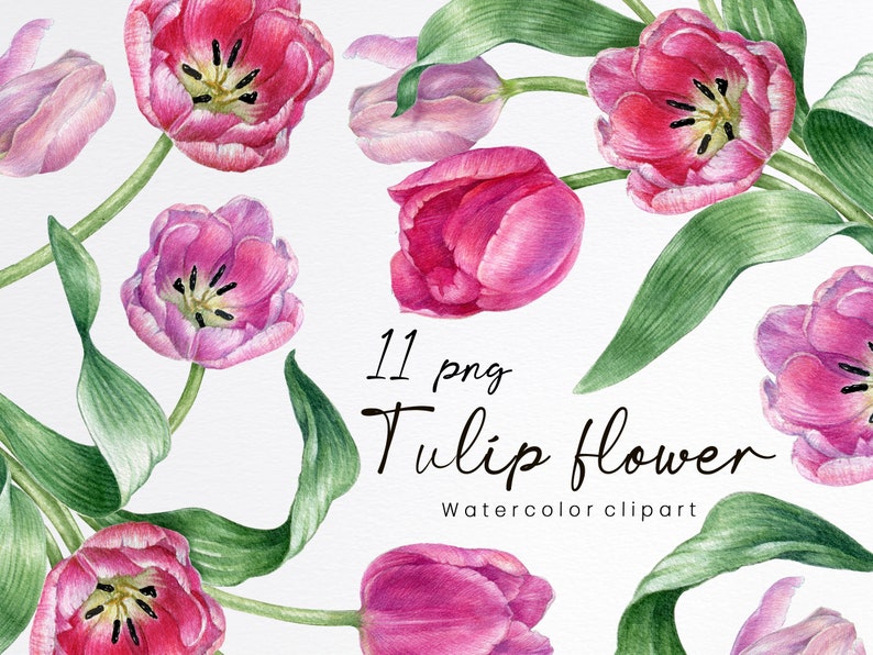 Watercolor Tulip Flower Clipartspring Easter Flower Pink - Etsy