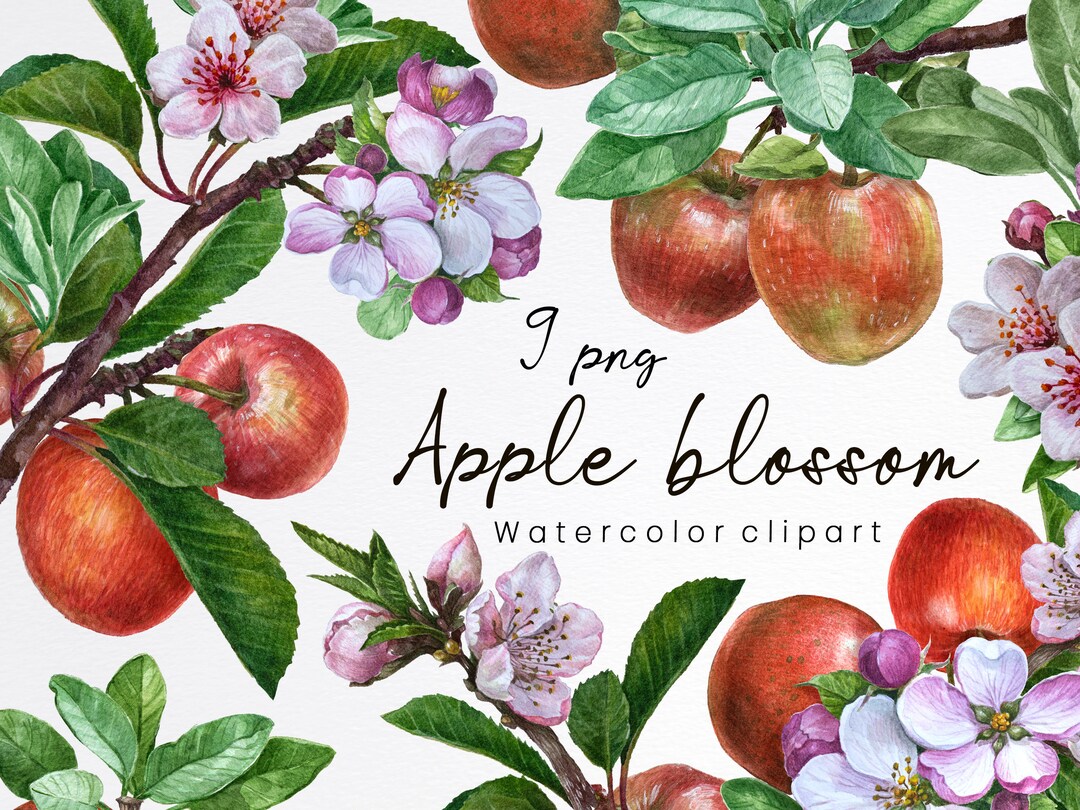 Watercolor Apple Clipart,apple Blossom Tree,botanical Summer Fruit ...