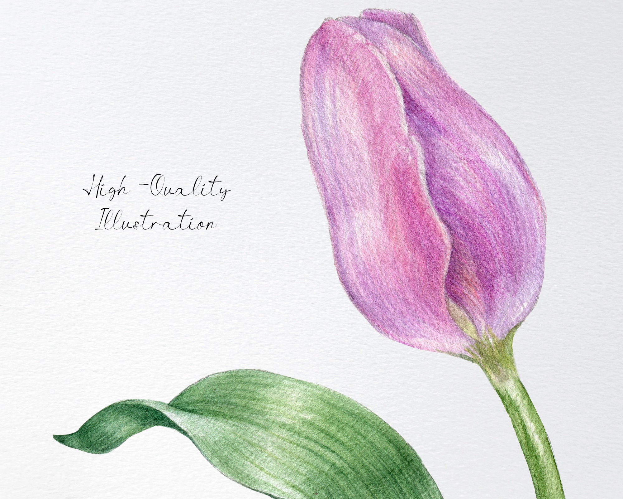 Watercolor Tulip Flower Clipartspring Easter Flower Pink - Etsy