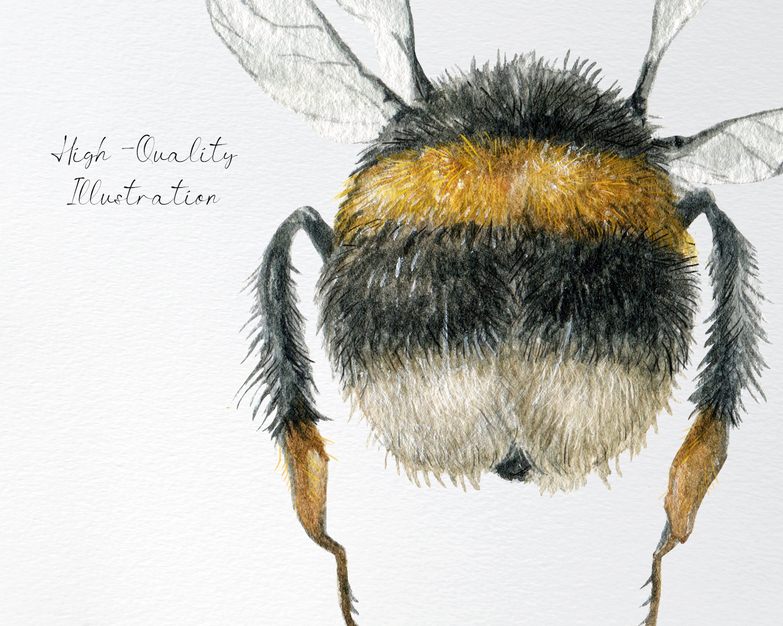 Watercolor Bee Clipart. Bumblebee Clipart. Honey Bee - Etsy