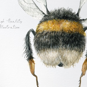 Watercolor Bee Clipart. Bumblebee Clipart. Honey Bee, Realistic Garden ...