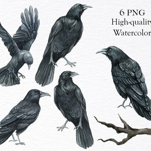 Watercolor Raven Clipart,digital Crow Clipart,black Bird Illustration ...