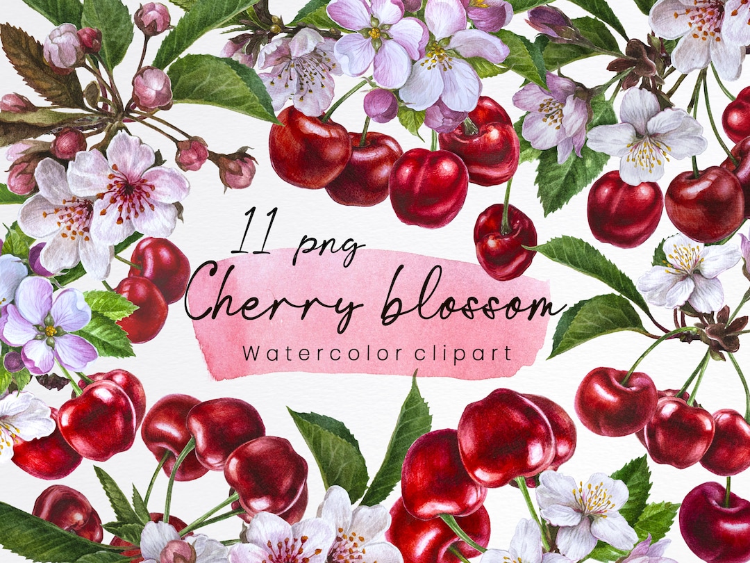 Watercolor Cherry Blossom Clipart, Summer Fruits Clipart, Spring Cherry ...