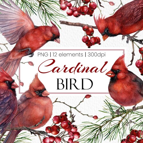 Watercolor Red Cardinal Bird Clipart Christmas Clipart - Etsy