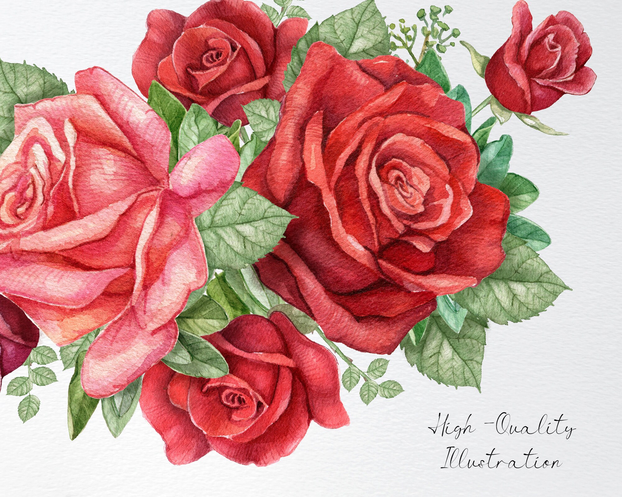 Watercolor Red Rose Flower Clipartburgundy Rose - Etsy