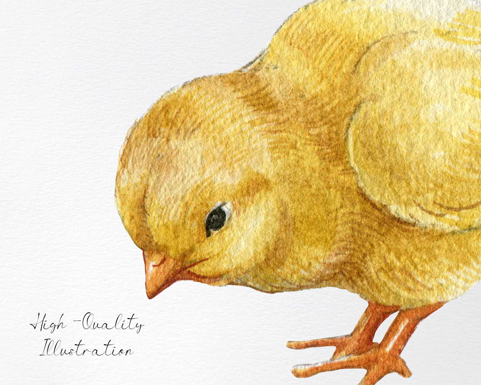 Watercolor Baby Chick Clipart Easter Baby Chicken With Egg - Etsy UK