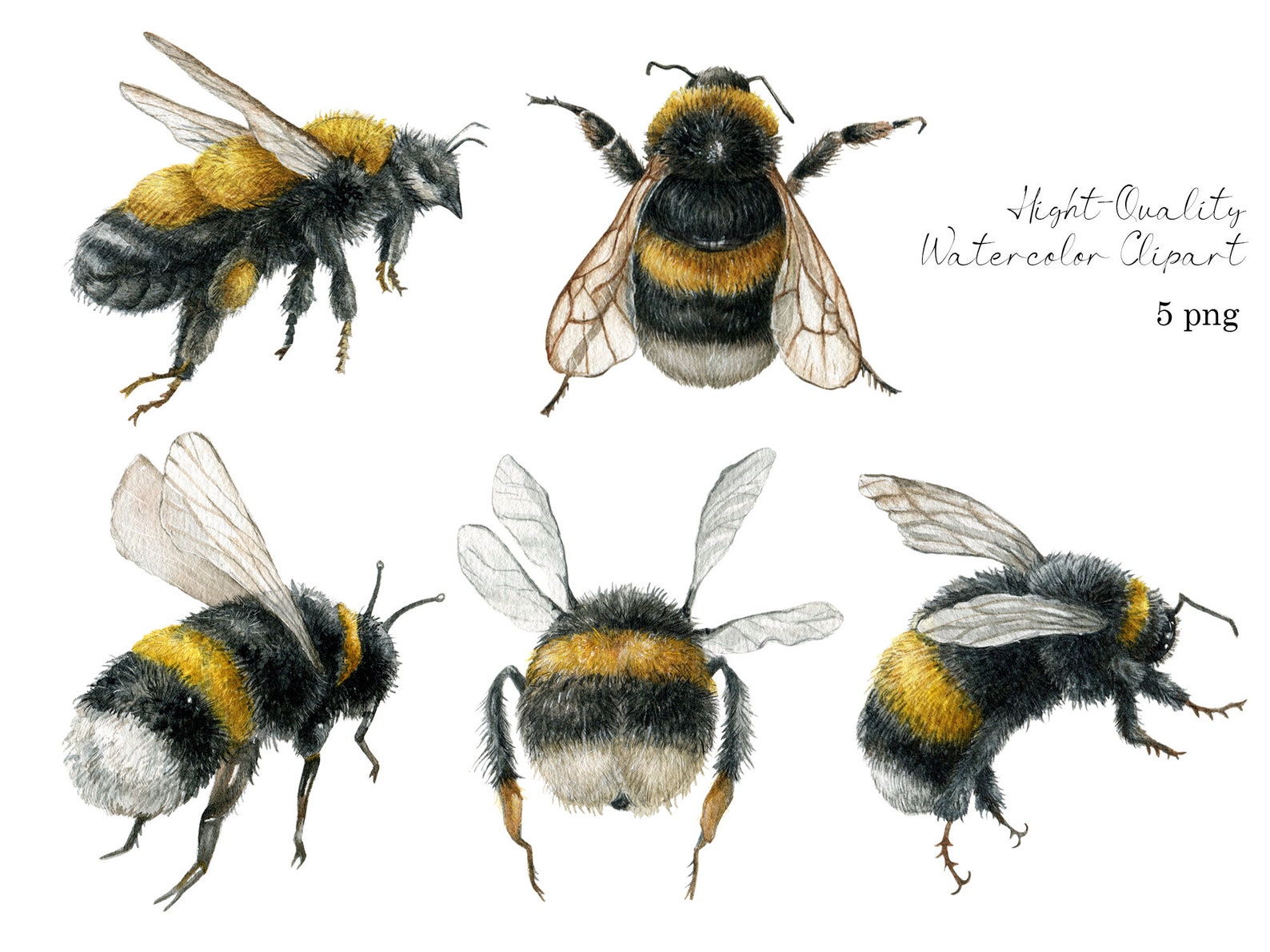 Watercolor Bee Clipart. Bumblebee Clipart. Honey Bee - Etsy