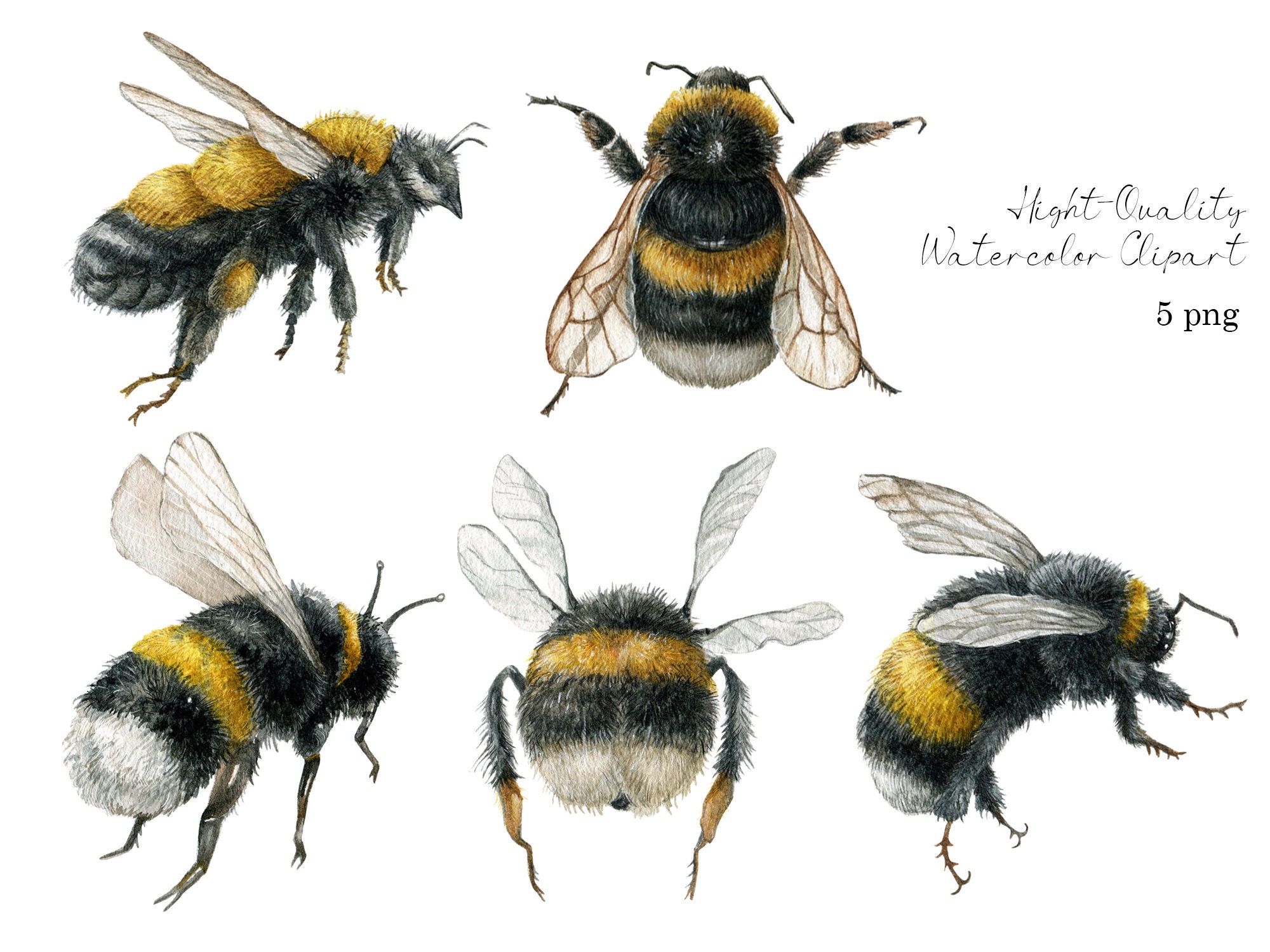 Watercolor Bee Clipart. Bumblebee Clipart. Honey Bee - Etsy