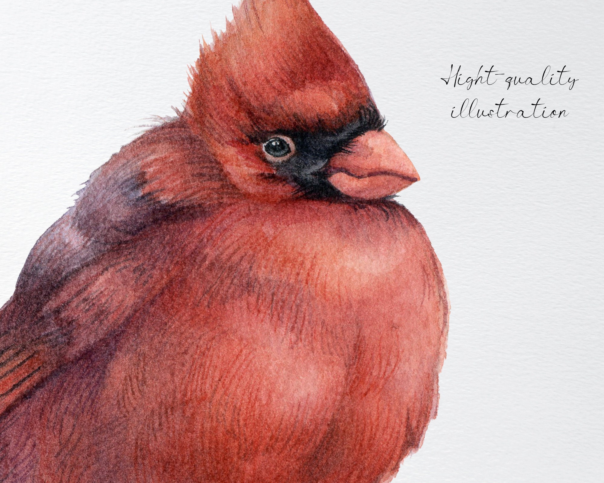 Watercolor Red Cardinal Bird Clipart Christmas Clipart - Etsy