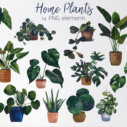 Watercolor Indoor Plants Clipart. House Greenery. Wedding - Etsy