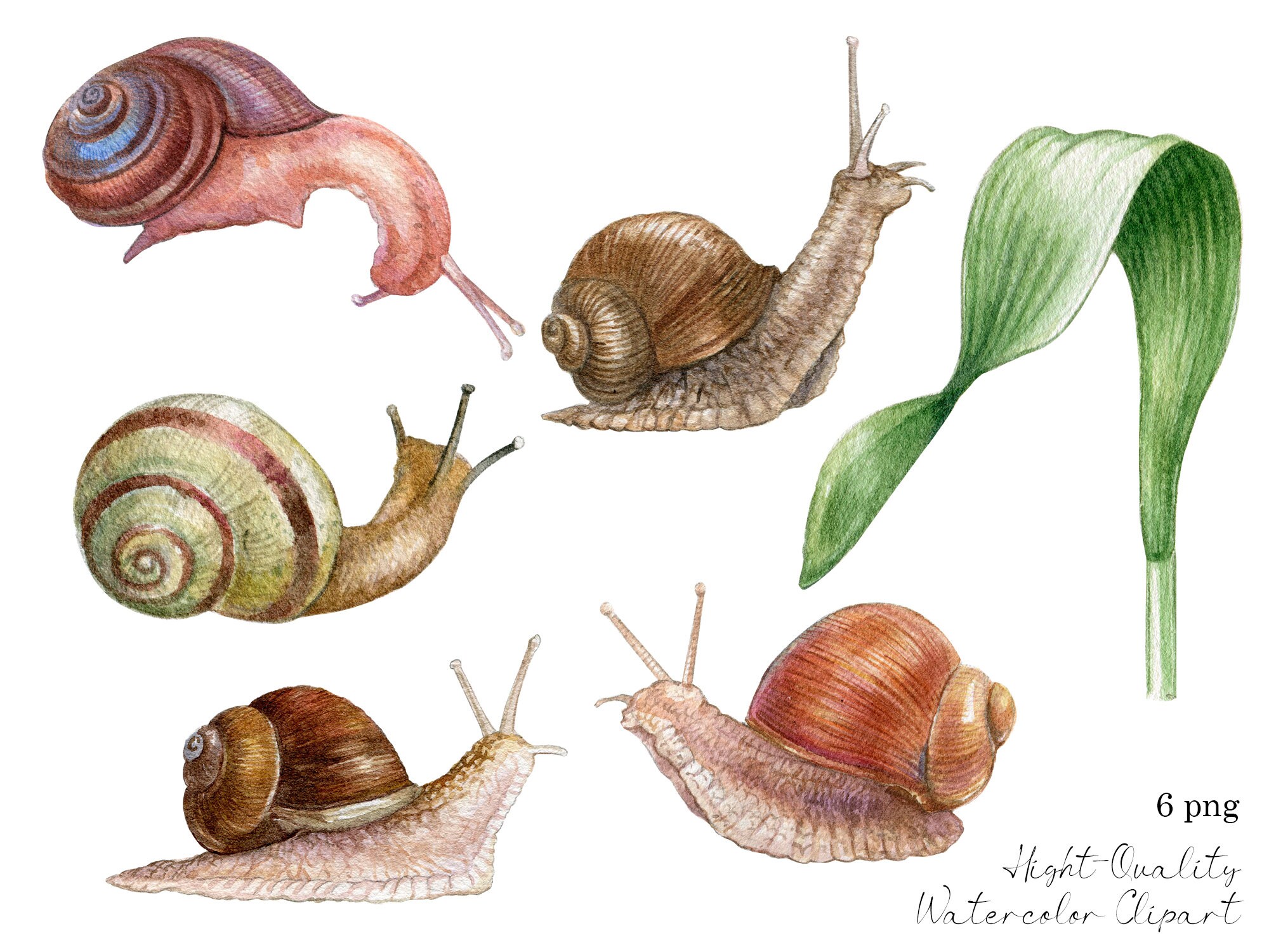 Watercolor Snail Clipart.realistic Garden Slugbotanical - Etsy