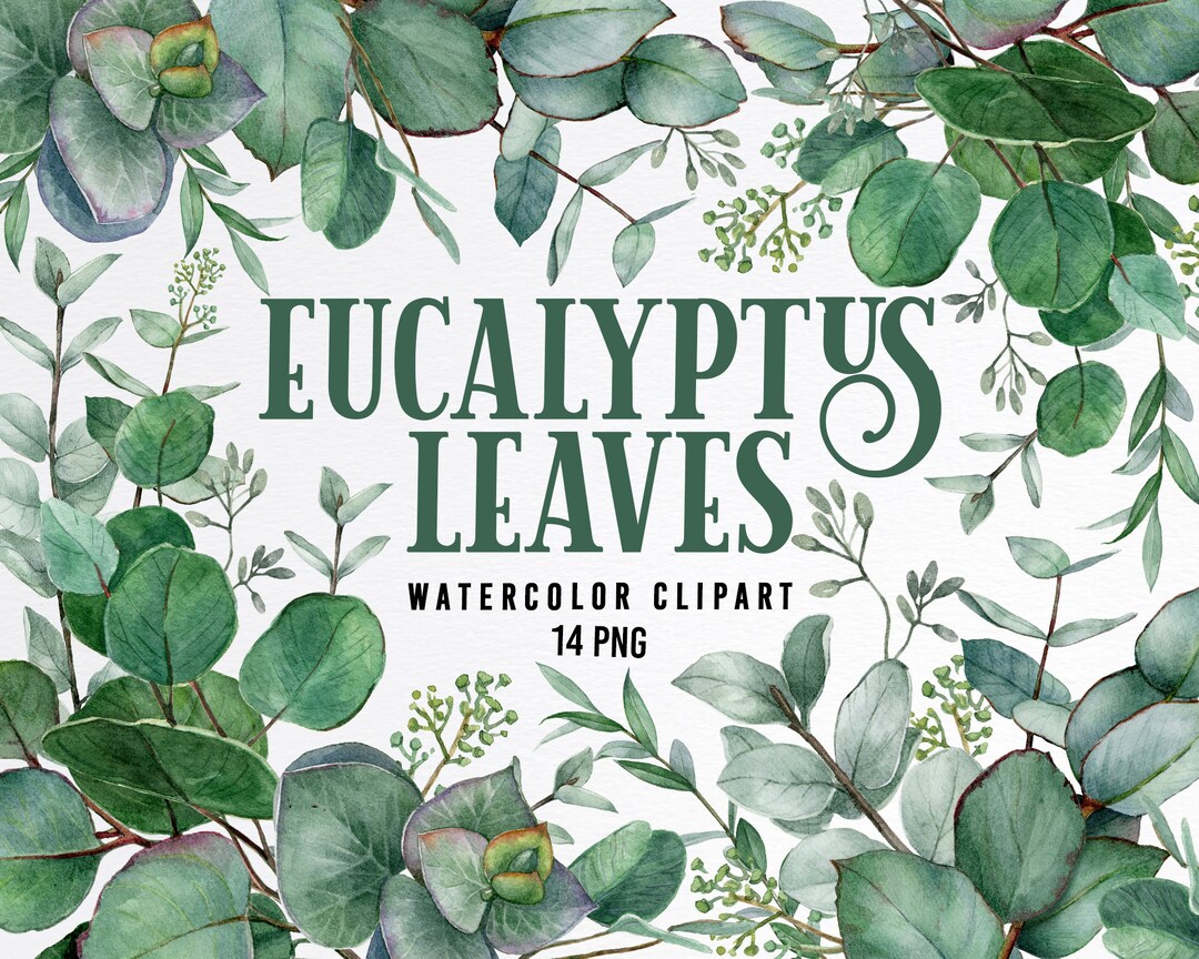 Watercolor Eucalyptus Leaves Clipart,eucalyptus Branches,wedding ...