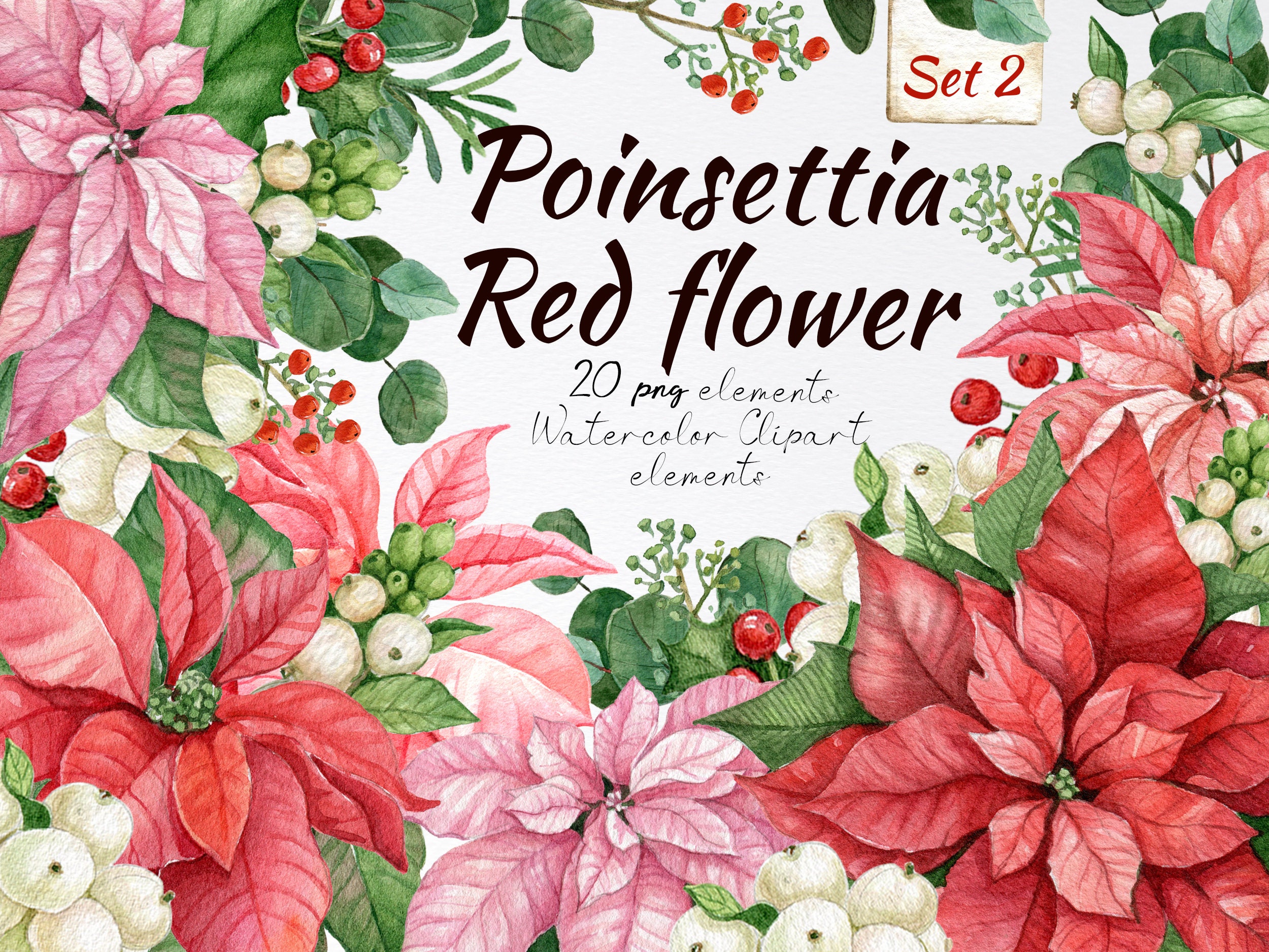 Pink Poinsettia Clip Art