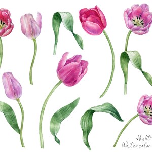 Watercolor Tulip Flower Clipartspring Easter Flower Pink - Etsy