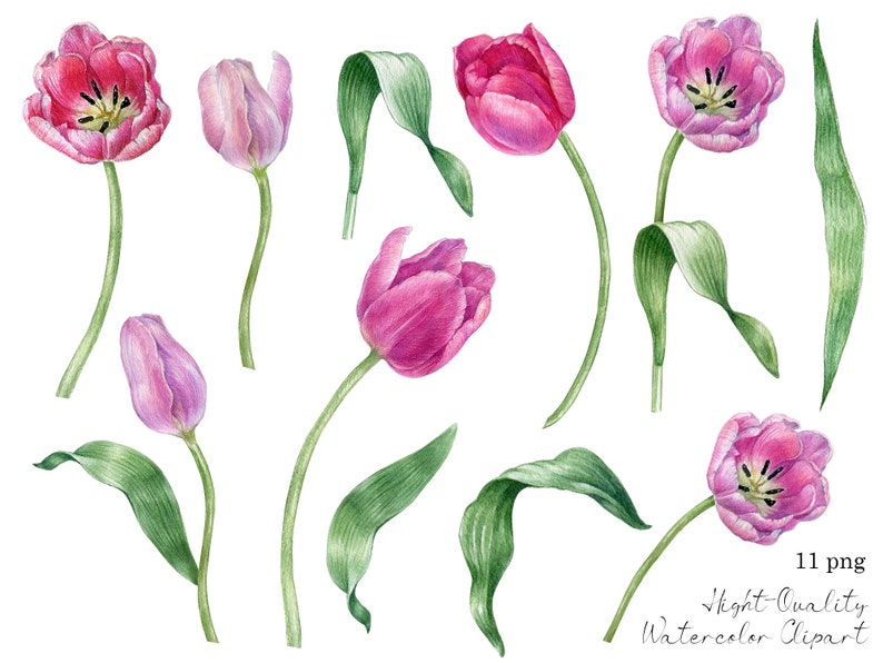Watercolor Tulip Flower Clipartspring Easter Flower Pink - Etsy