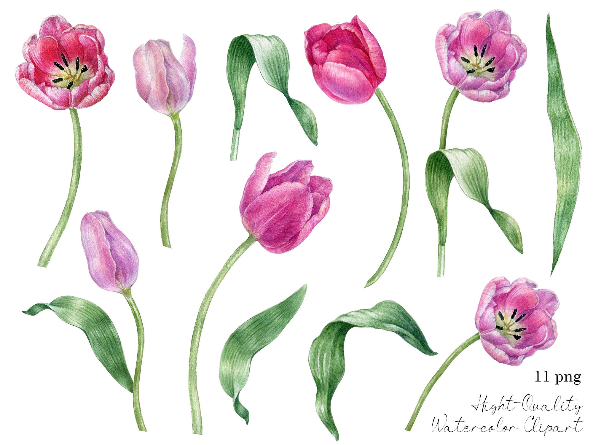 Watercolor Tulip Flower Clipartspring Easter Flower Pink - Etsy