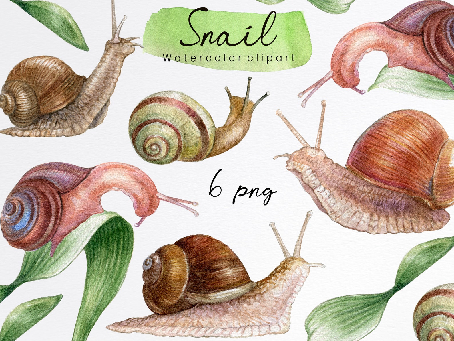 Watercolor Snail Clipart.realistic Garden Slugbotanical - Etsy
