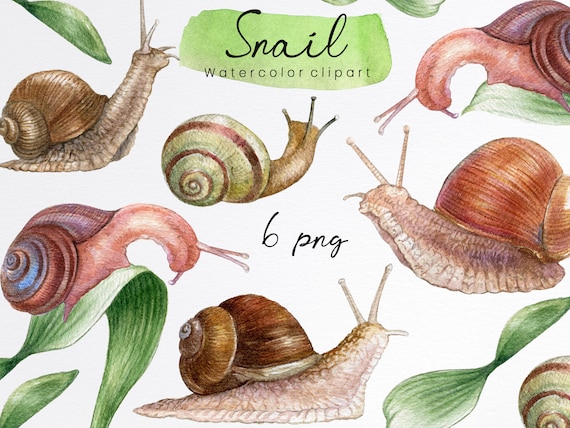 Sea Snail Clip Art