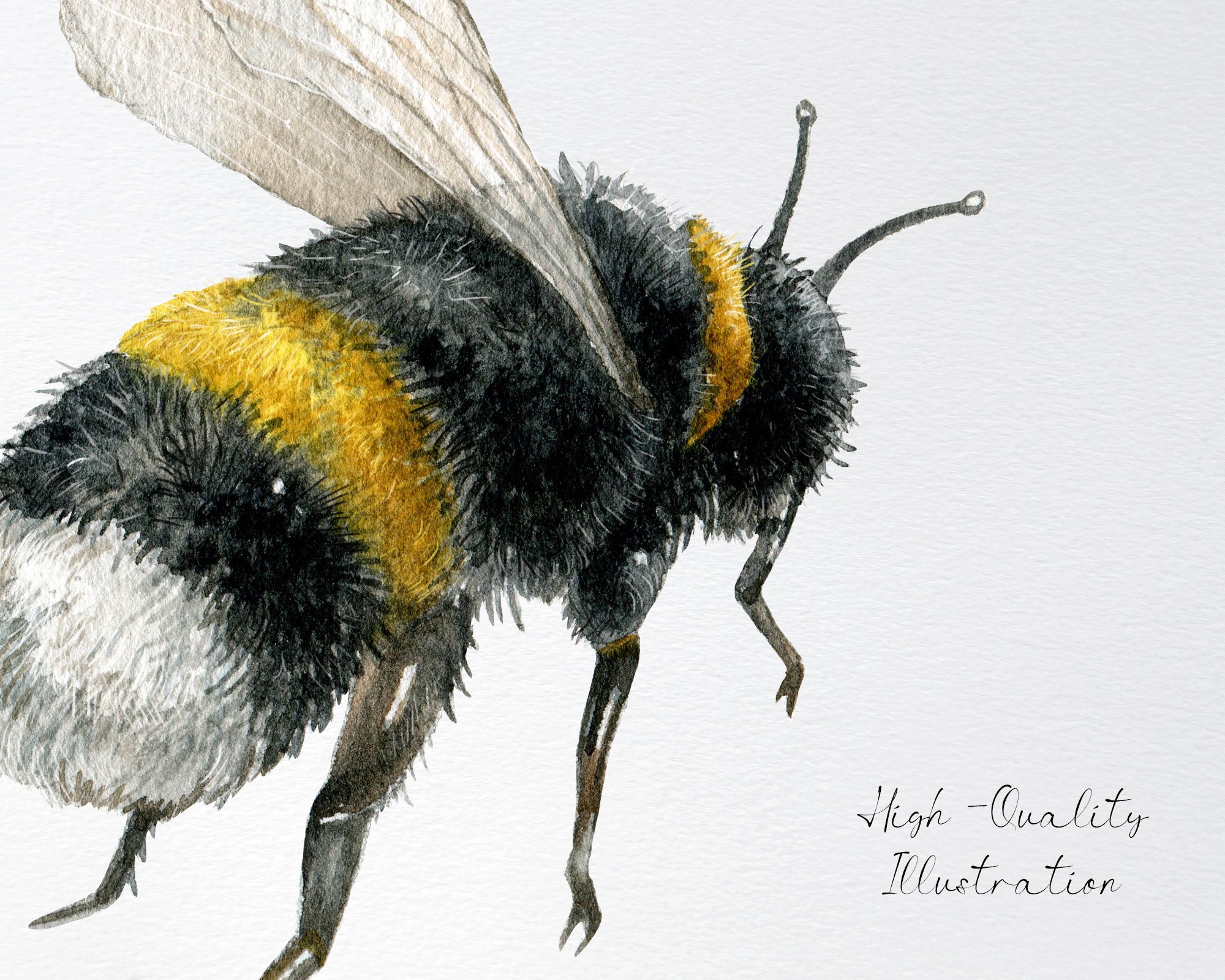 Watercolor Bee Clipart. Bumblebee Clipart. Honey Bee - Etsy