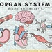 Organ Stickers 1 - Anatomy Notes for Student Study - Etsy