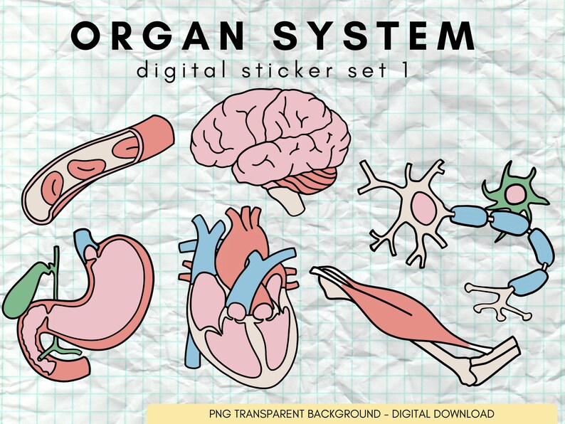 Organ Stickers 1 - Anatomy Notes for Student Study - Etsy