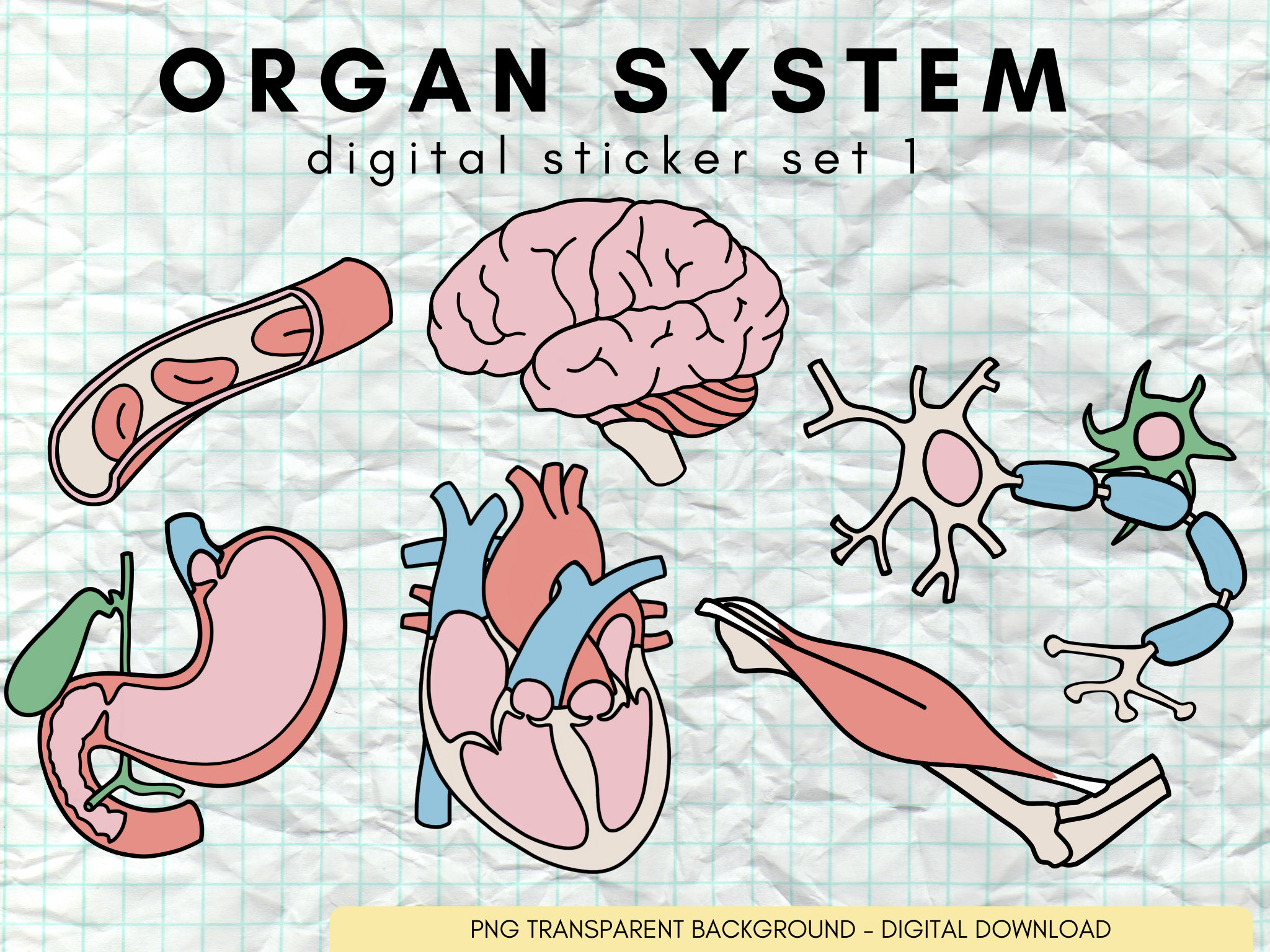 Organ Stickers 1 Anatomy Notes for Student Study - Etsy